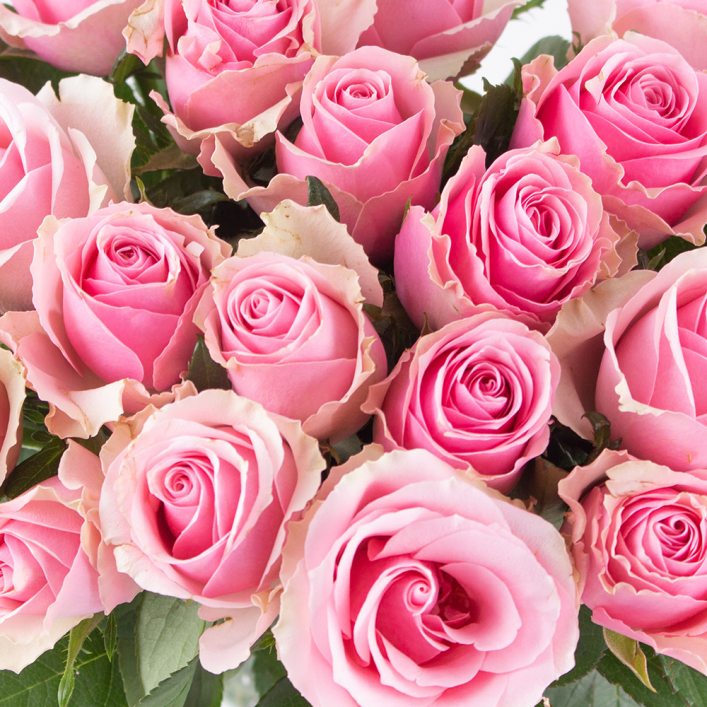 Rosa flowers store