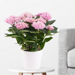 Hydrangea Pink Magical Revolution + Pot | +/- 40 cm | ø 12
