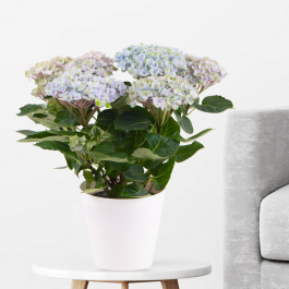 Hydrangea Blue Magical Revolution + pot | +/- 40 cm | ø 12
